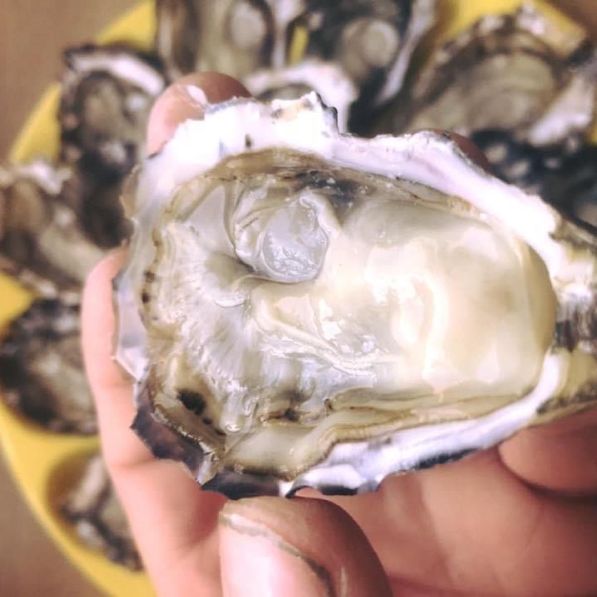 Tout savoir sur l’huître en 9 questions ! | Coutances Tourisme ...
